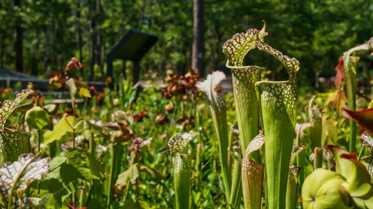 Stanley Rehder Carnivorous Plant Garden